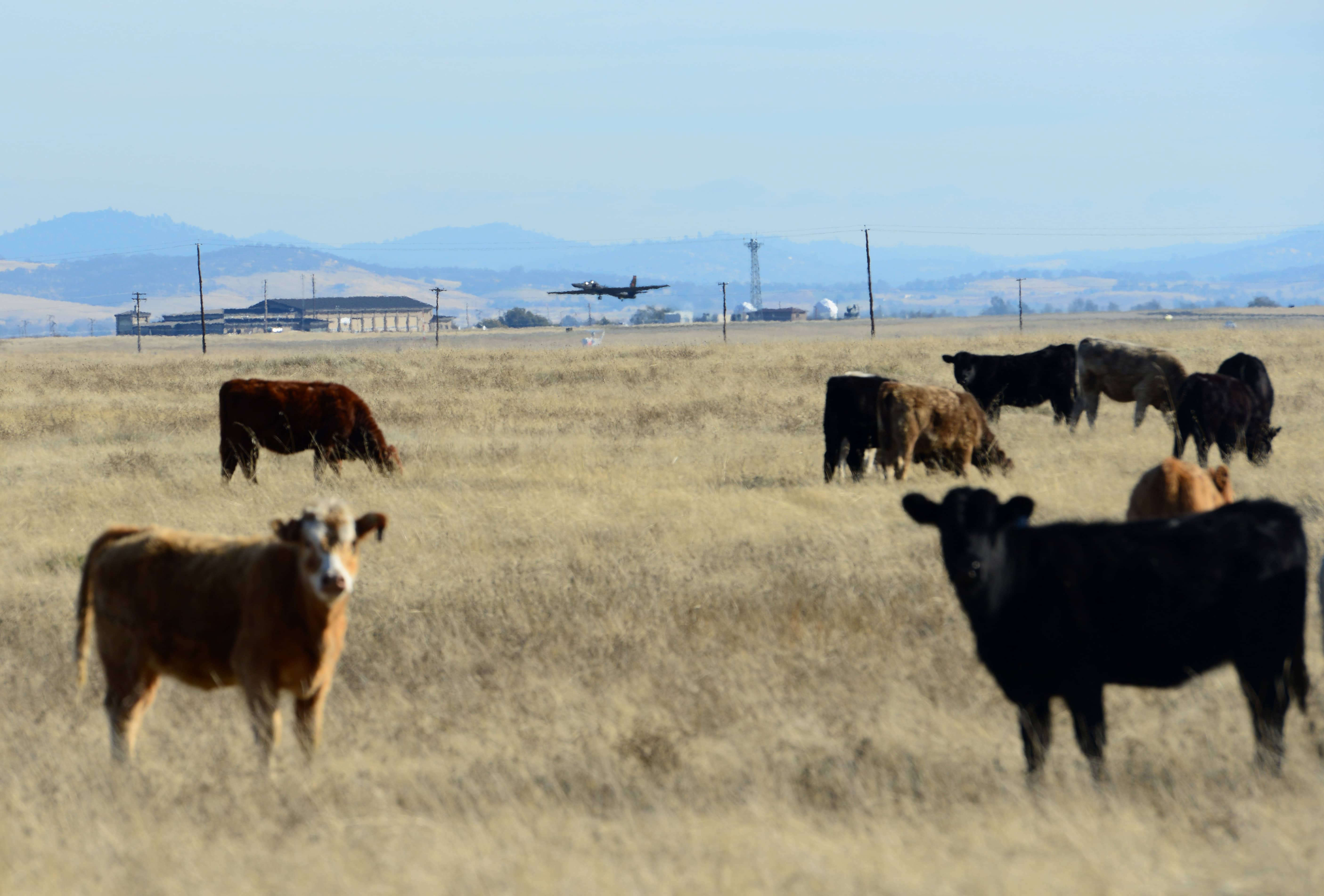 Live Cattle Futures Contract Specifications Facts Trading Strategies Live Cattle Futures Contract Specifications Facts Trading Strategies