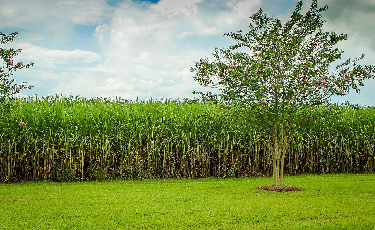 Sugar Futures Trading Strategies Symbols And Contract Specifications